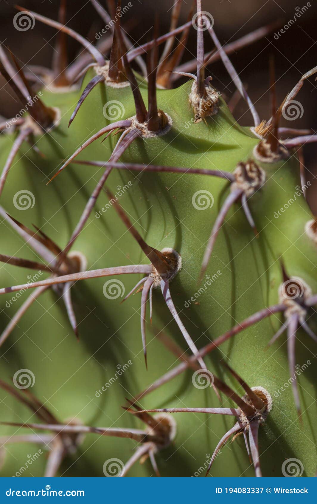 Vertical Closeup Shot of a Cactus Needles Texture Stock Image - Image ...