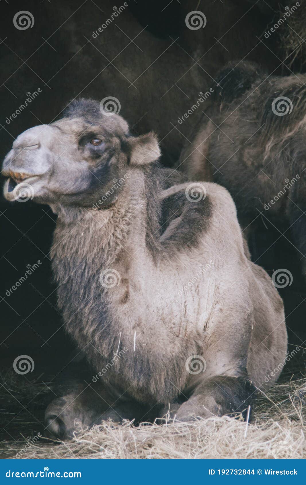 Vertical Closeup Shot of a Camel Sitting in the Park Stock Photo ...