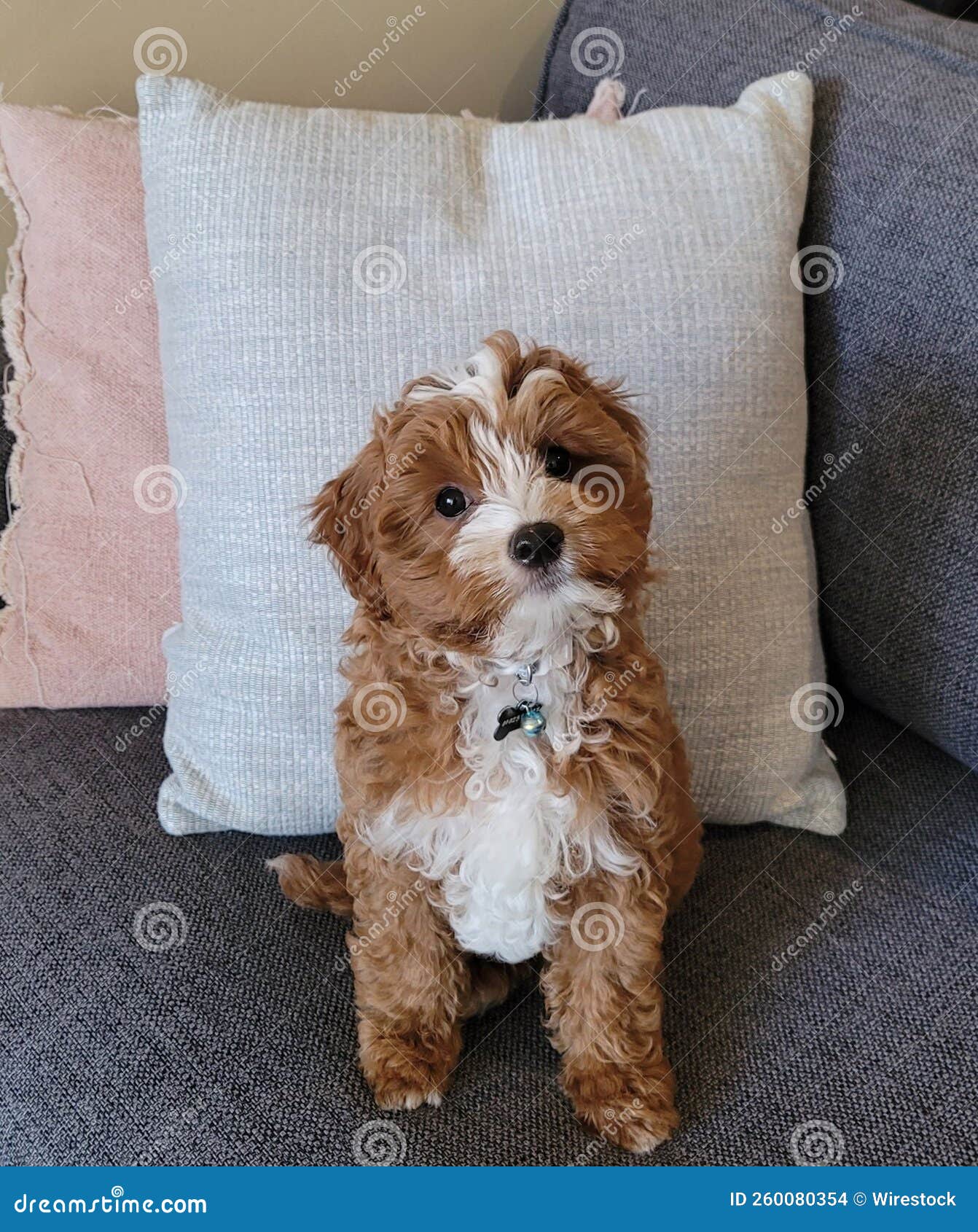 Vertical Closeup Shot of a Cavapoo Dog Sitting on a Sofa Stock Photo ...