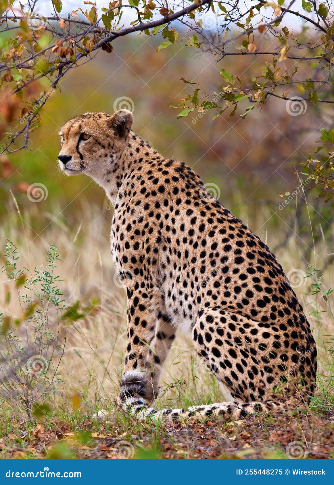 Vertical Closeup Shot of a Cheetah in the Wild Stock Image - Image of ...