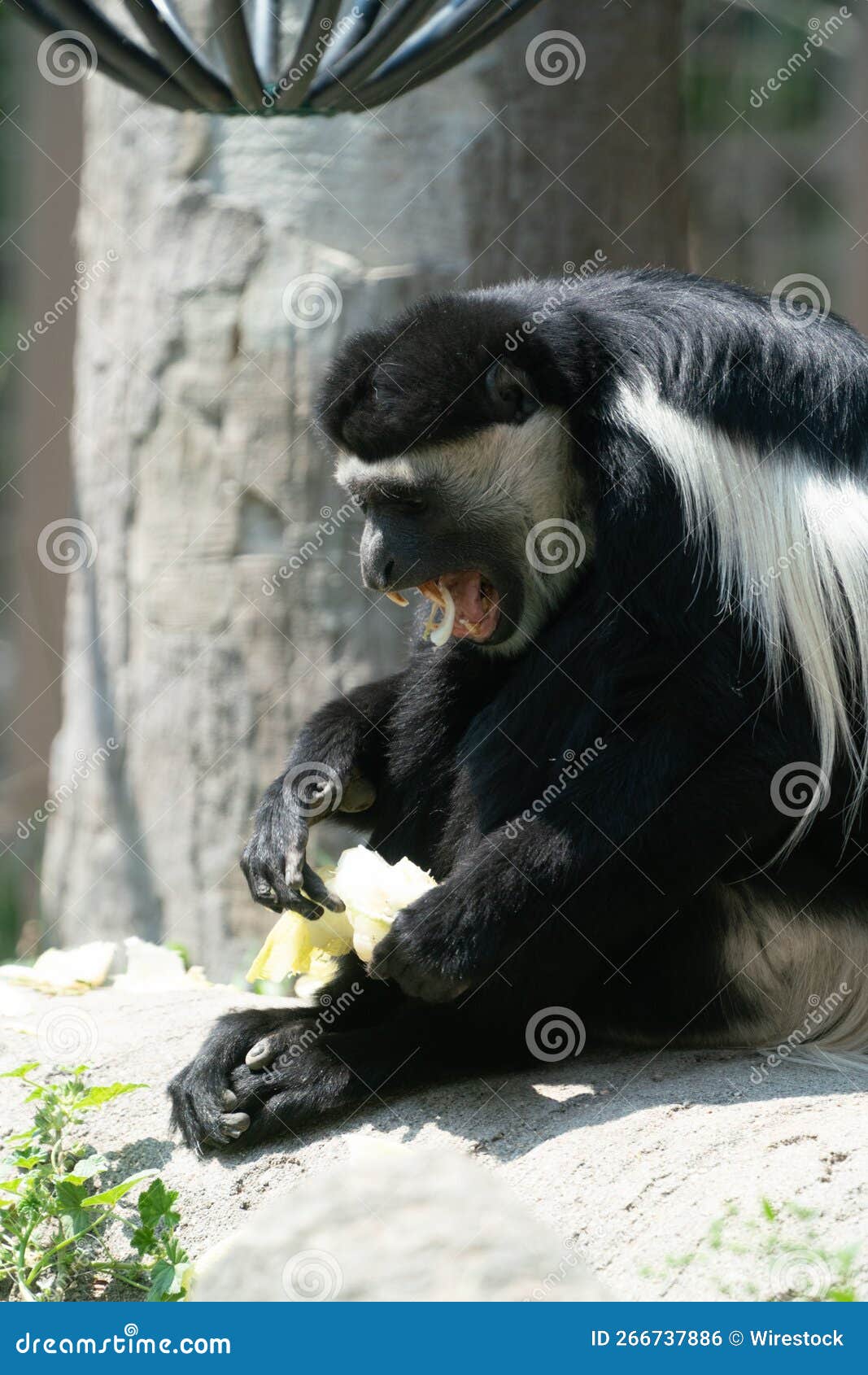 Vertical Closeup Shot of a Colobus Monkey Eating Food at a Zoo Stock ... Vertical Closeup Shot of a Colobus Monkey Eating Food at a Zoo Stock ...