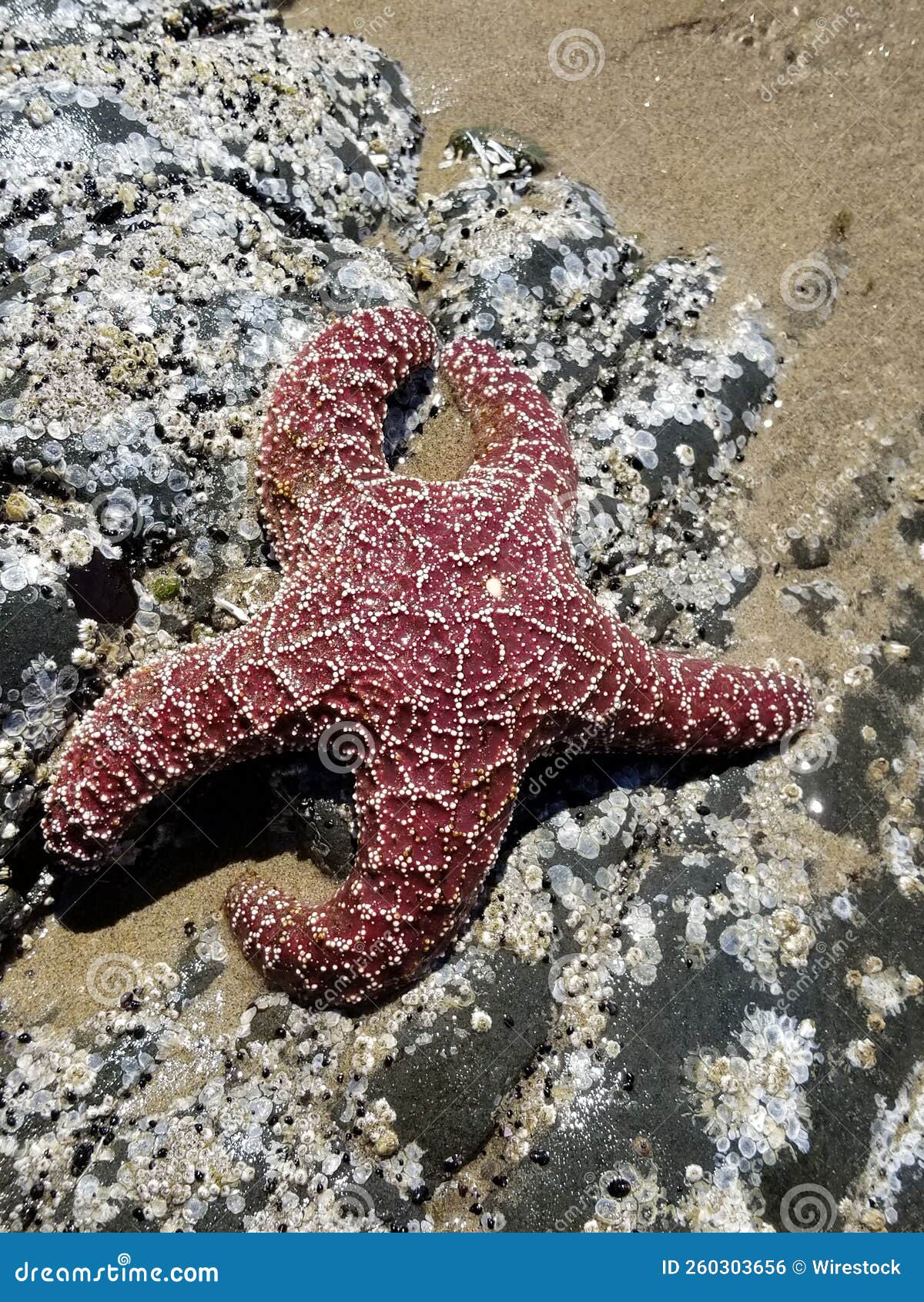 Vertical Closeup Shot of a Common Starfish (Asterias Rubens) on the ...