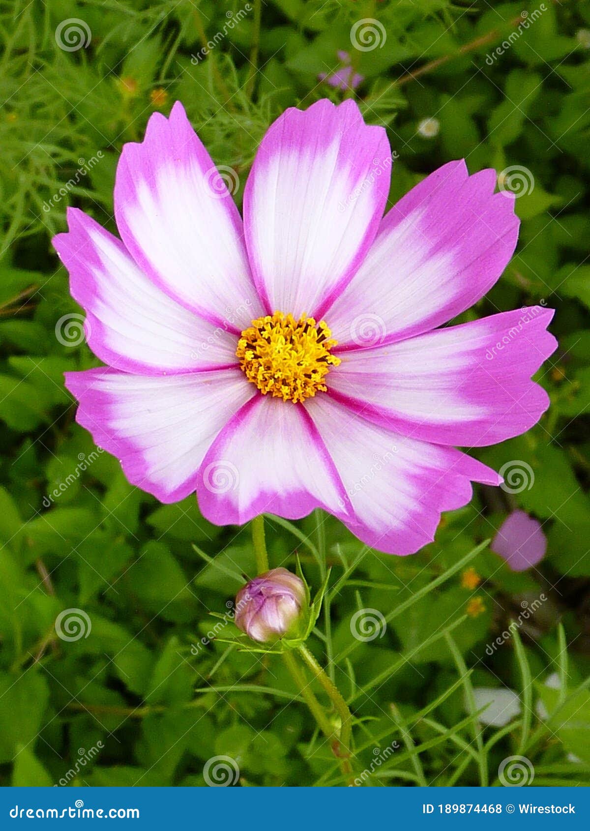 Vertical Closeup Shot of Cosmos Flower Stock Photo - Image of fresh ...
