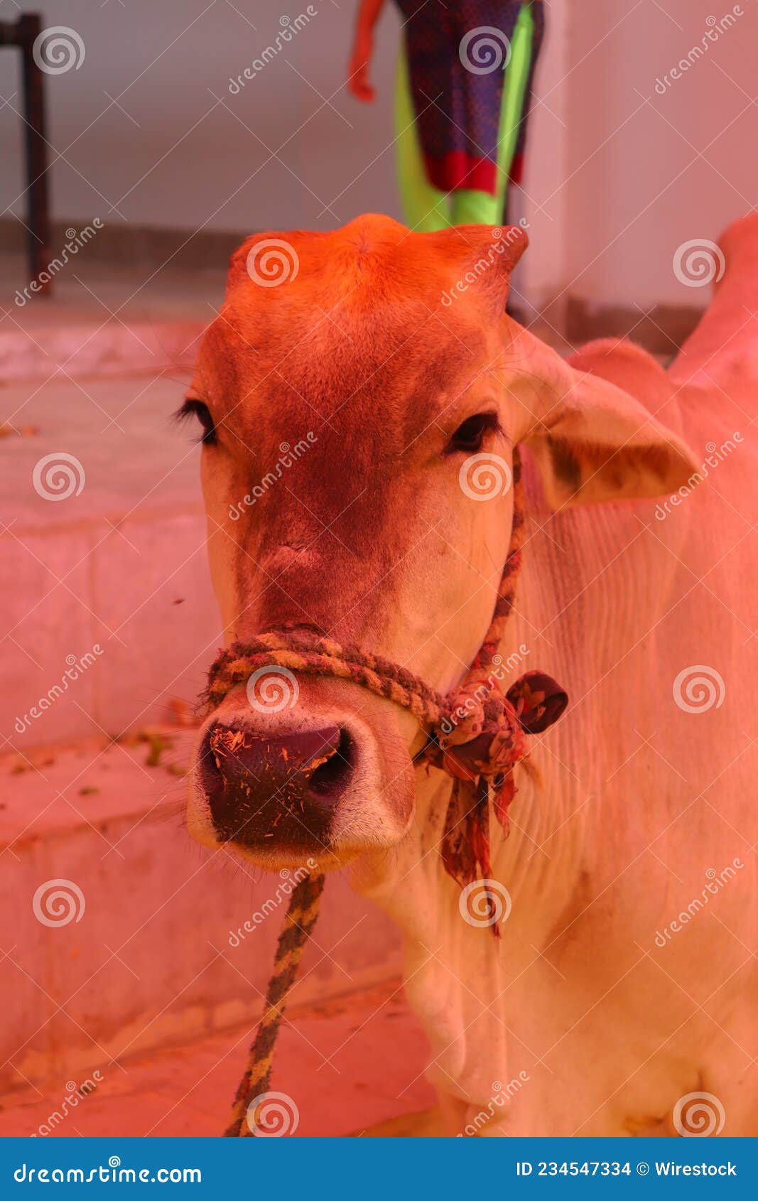 Vertical Closeup Shot of a Cow on a Leash Stock Photo - Image of tied ...