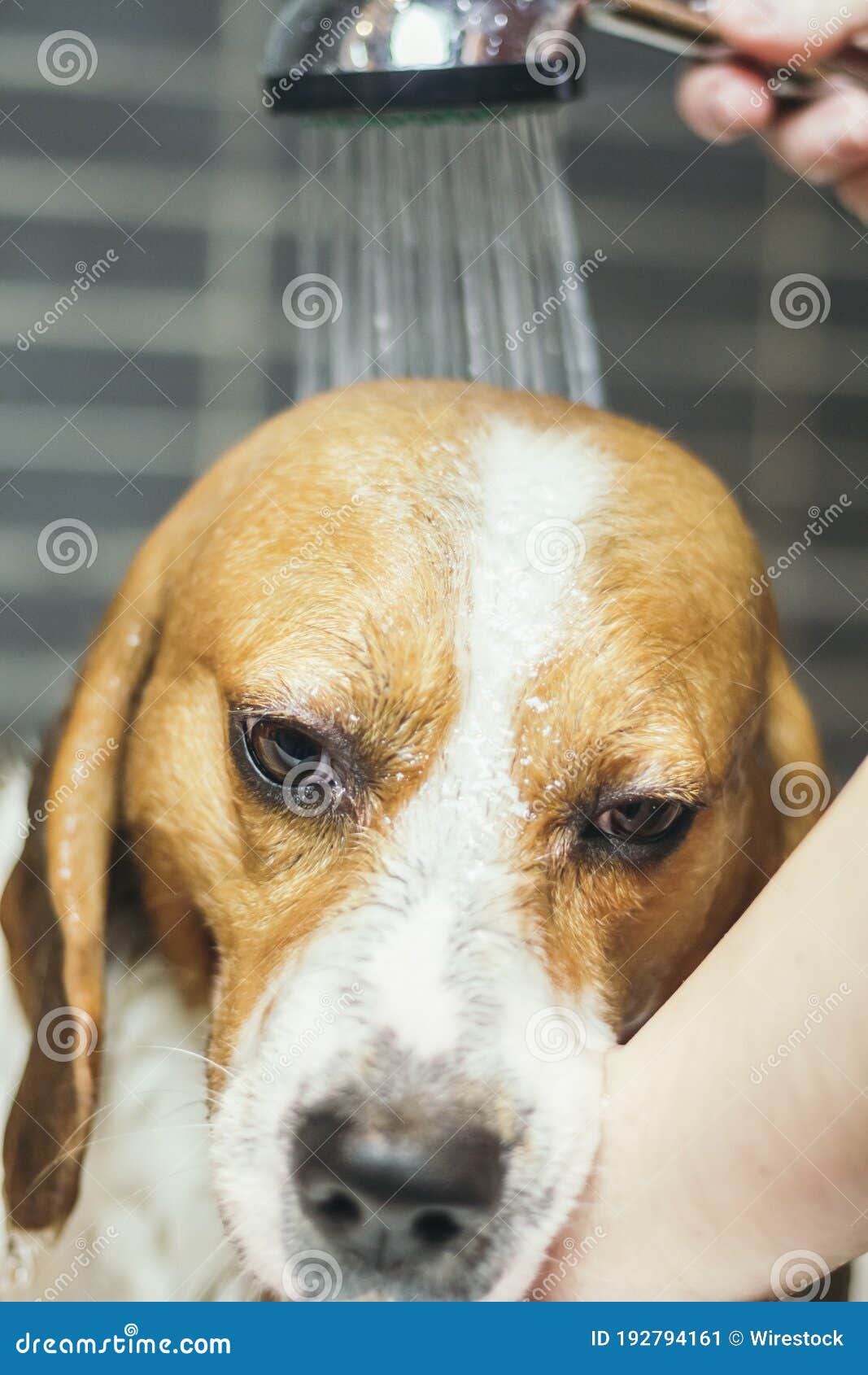 Vertical Closeup Shot of a Cute Beagle Dog Taking a Shower Stock Image ...