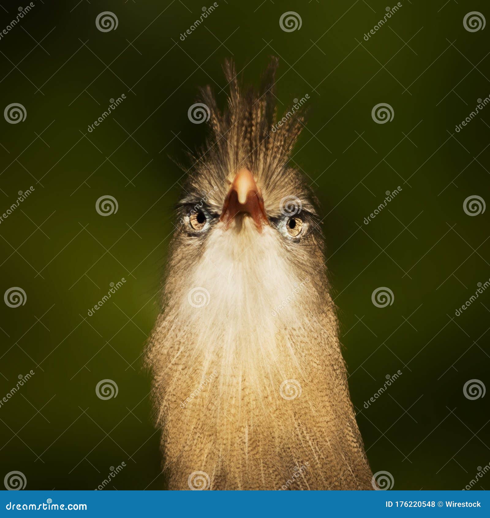Vertical Closeup Shot of a Cute Bird Looking at the Camera Stock Photo ...