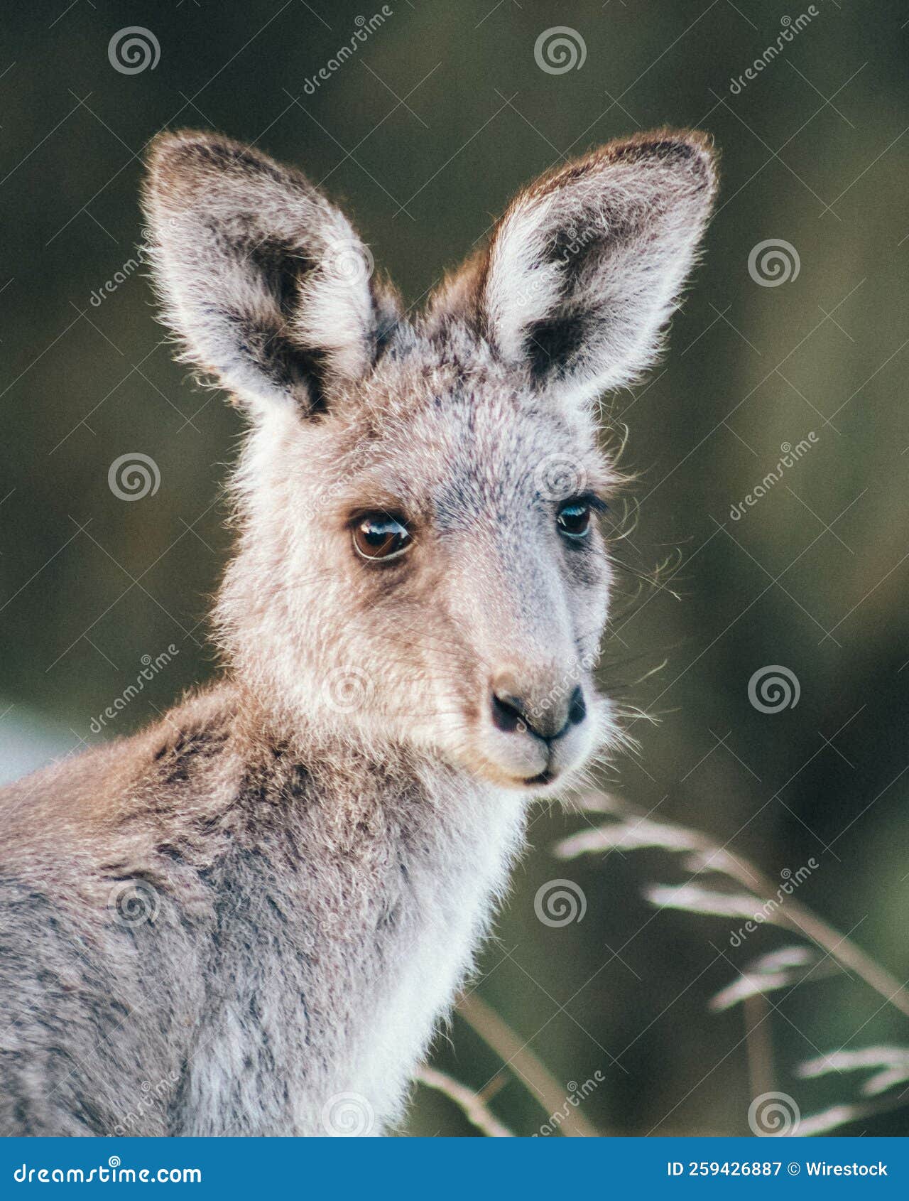 Vertical Closeup Shot of a Cute Brown Kangaroo Face Stock Image - Image ...