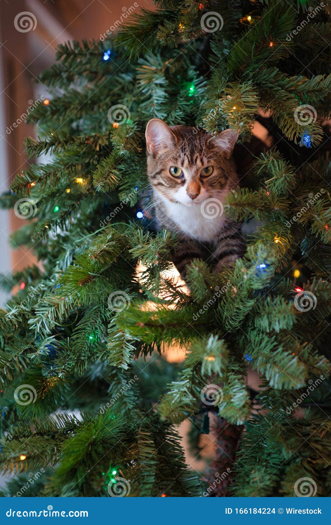 Vertical Closeup Shot of a Cute Cat Peeping Out from the Behind of a ...