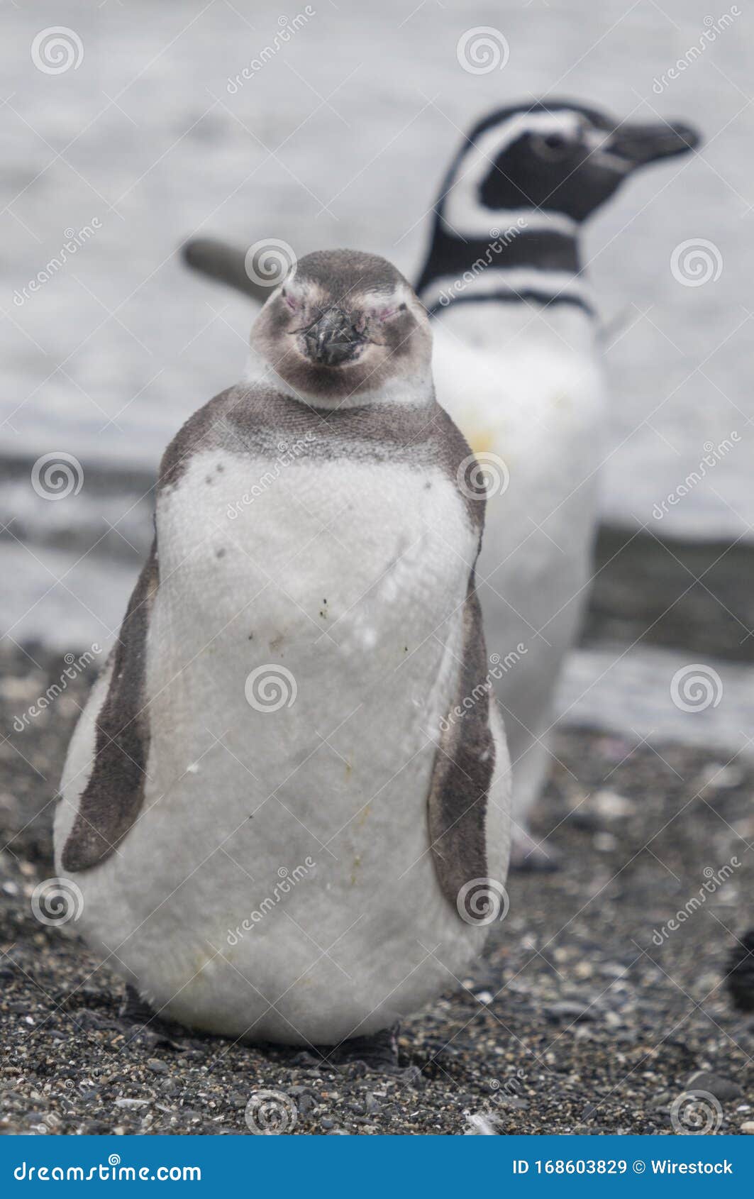 Vertical Closeup Shot of a Cute Gentoo Penguin Staring at the Camera ...