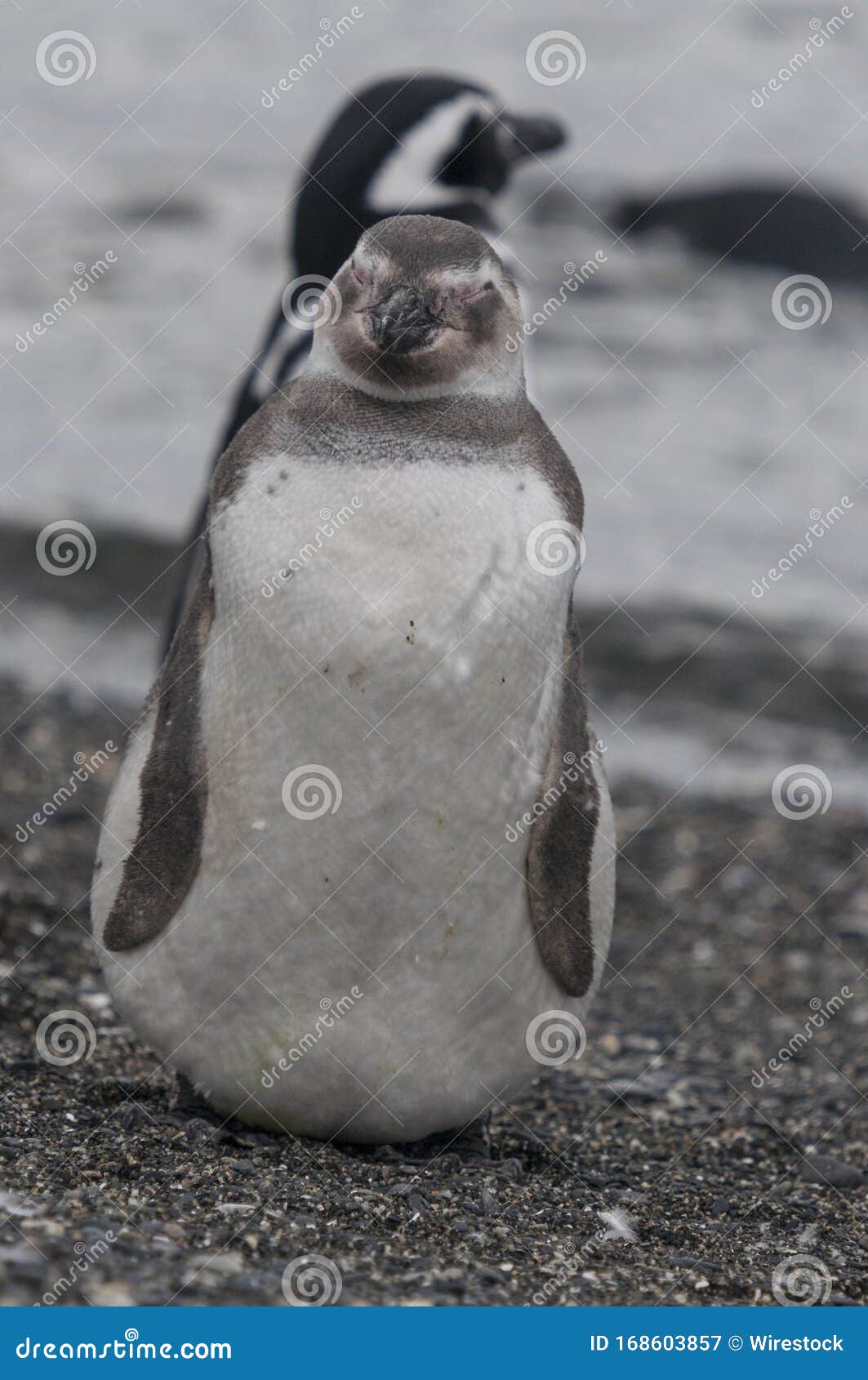 Vertical Closeup Shot of a Cute Gentoo Penguin Staring at the Camera ...