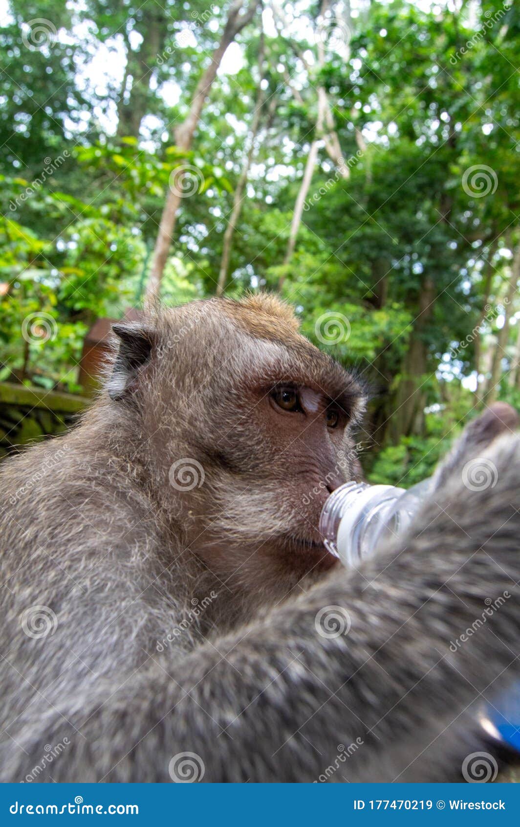 Vertical Closeup Shot of a Cute Monkey Drinking Water from a Plastic ...