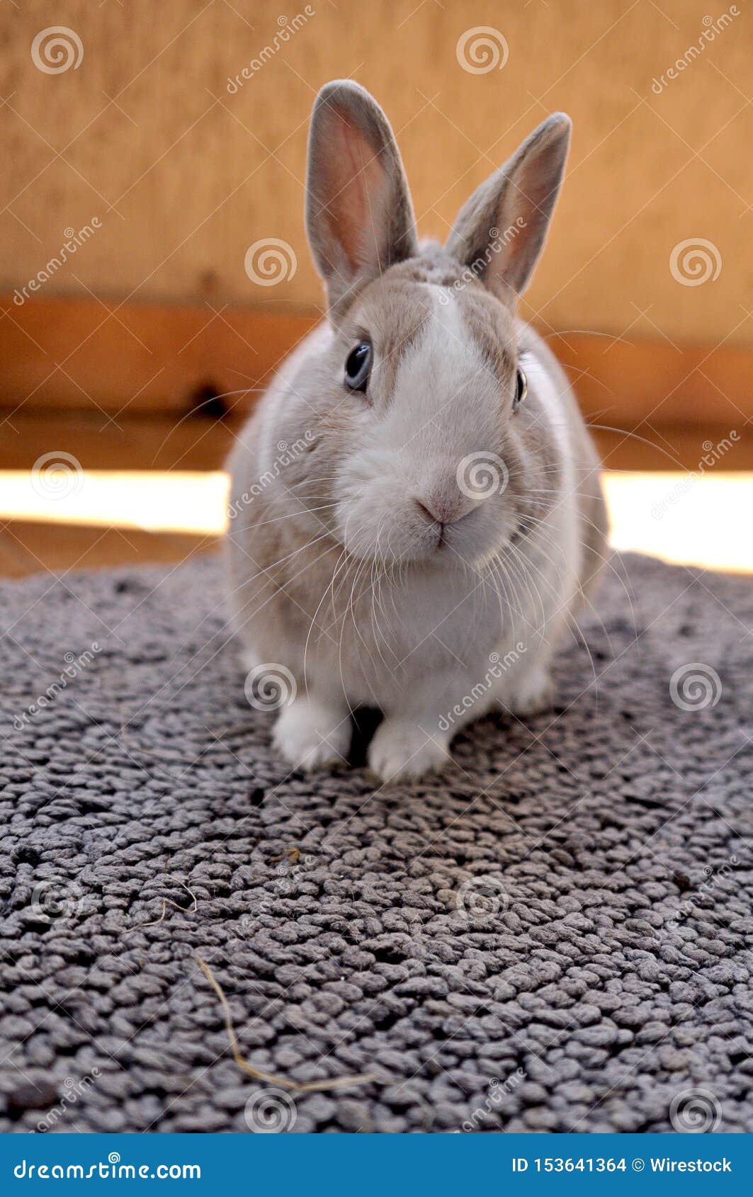 Vertical Closeup Shot of a Cute Rabbit Looking Toward the Camera on a ...