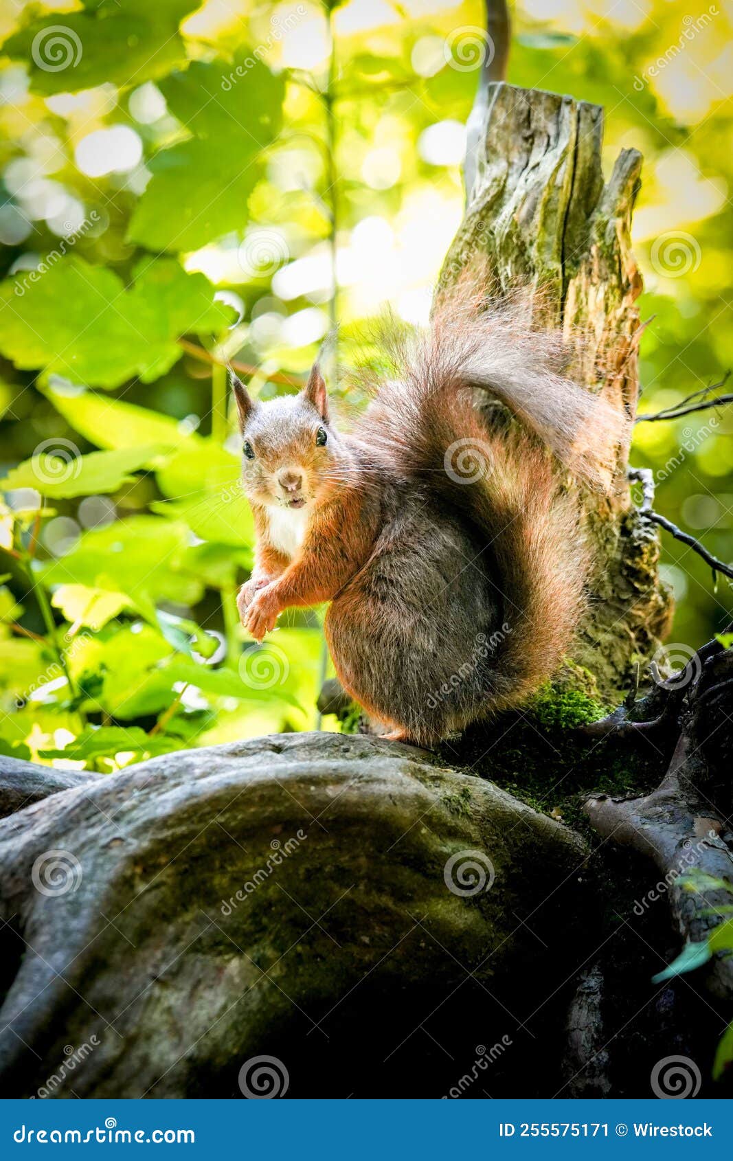 Vertical Closeup Shot of a Cute Squirrel with a Fluffy Tail on a Tree ...