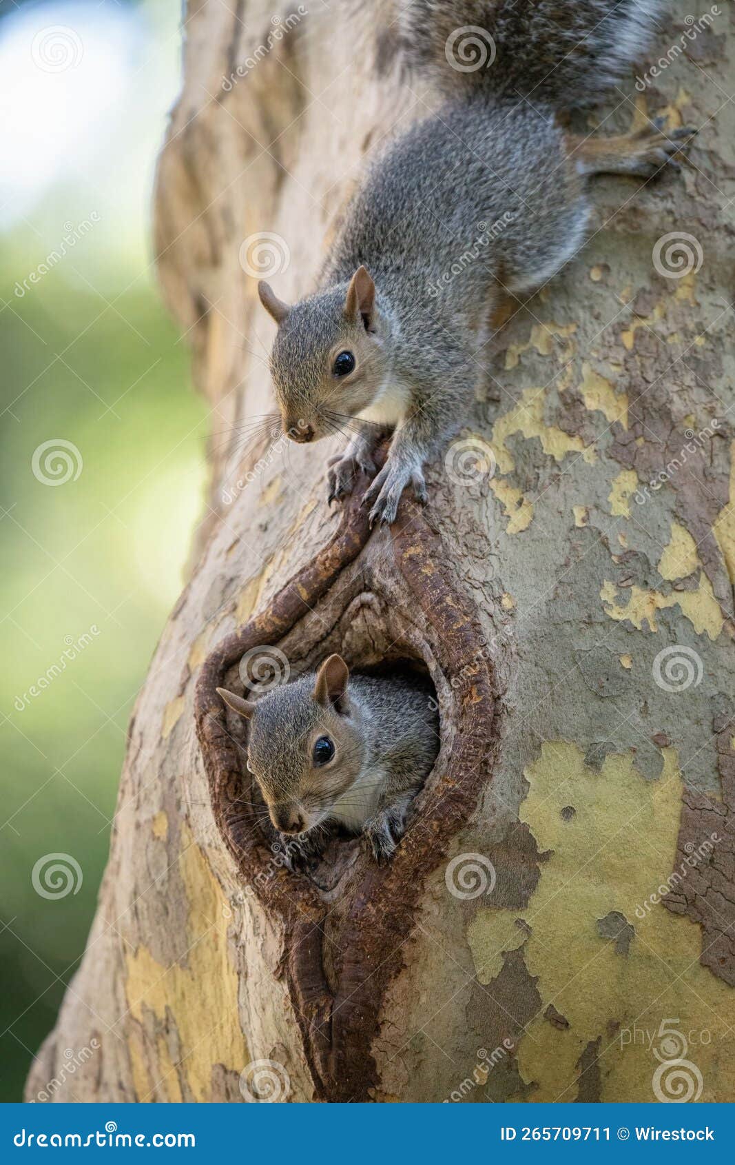 Vertical Closeup Shot of Cute Squirrels Crawling on a Tree Trunk Stock ...
