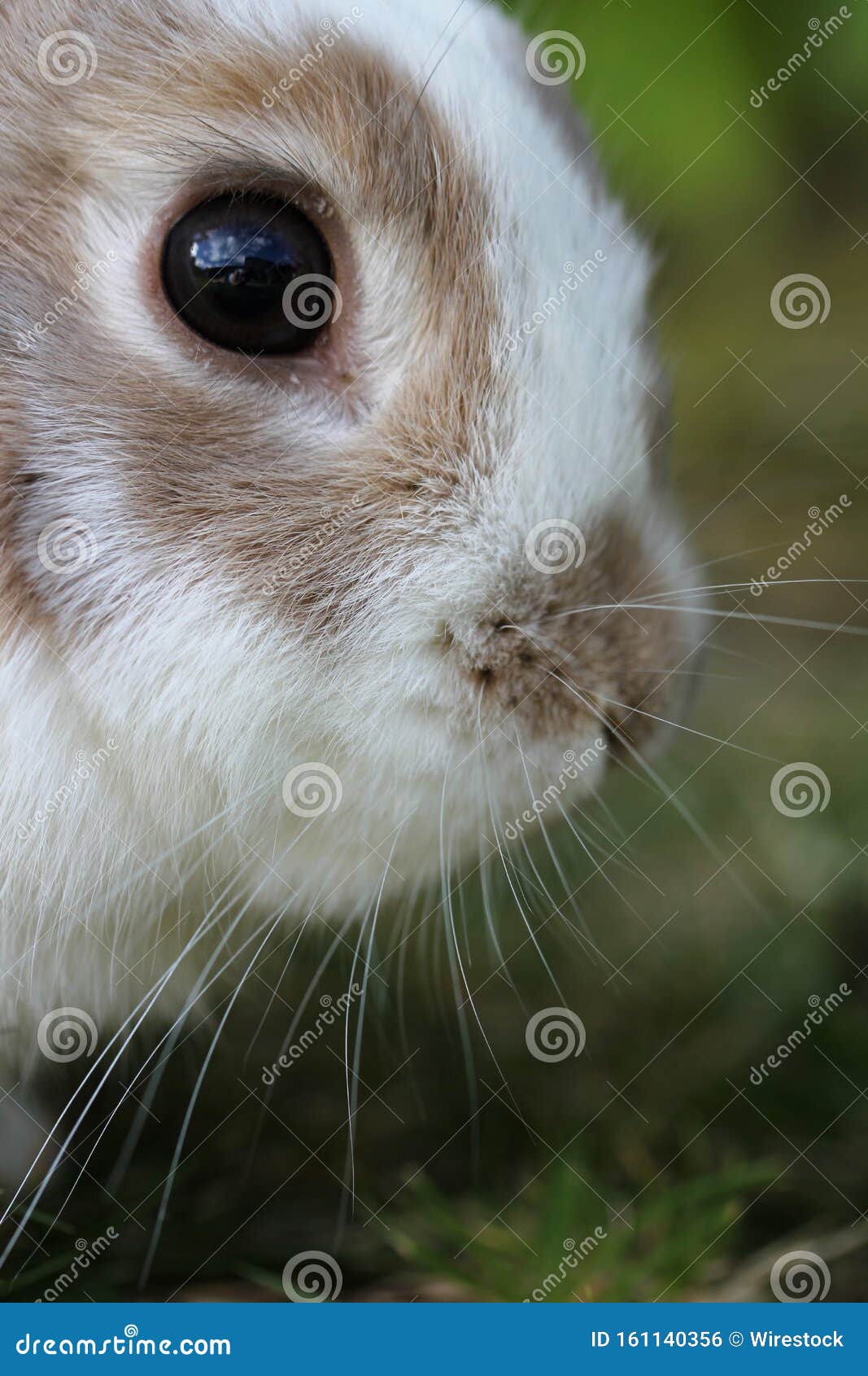Vertical Closeup Shot of a Cute White and Brown Bunny on a Blurred ...