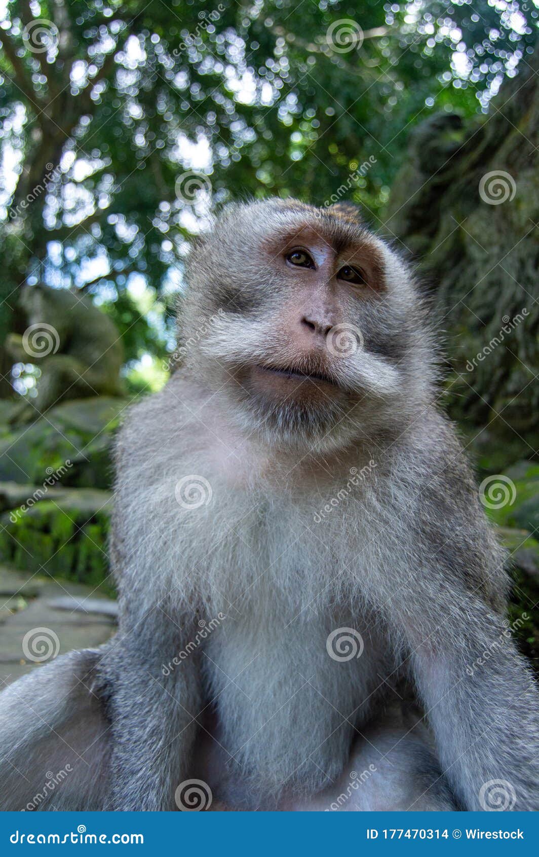 Vertical Closeup Shot of a Cute White-fronted Capuchin Stock Photo ...