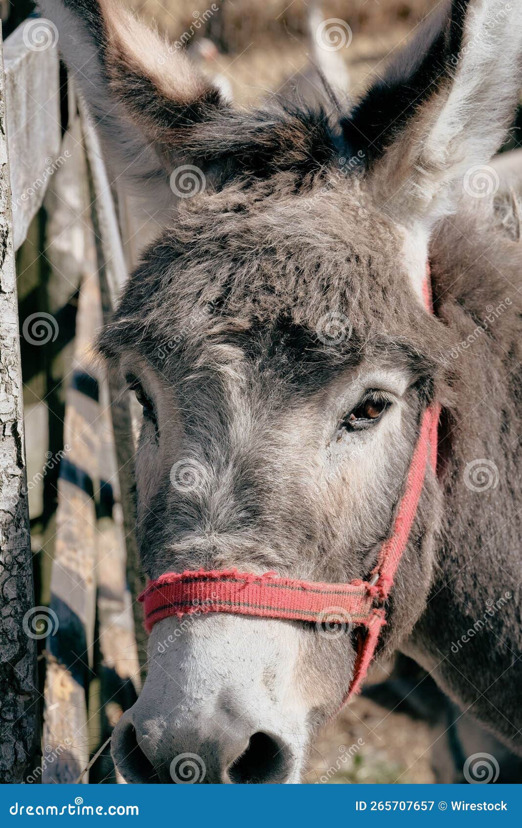 Vertical Closeup Shot of a Donkey with a Red Muzzle Stock Image - Image ...