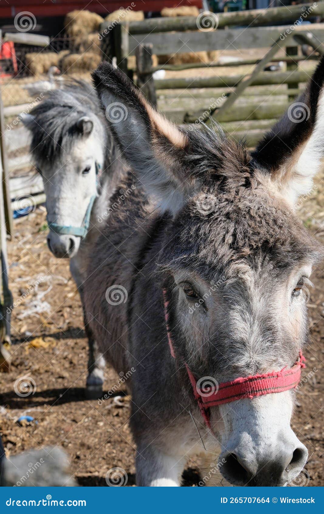 Vertical Closeup Shot of a Donkey Walking in the Front of Another ...