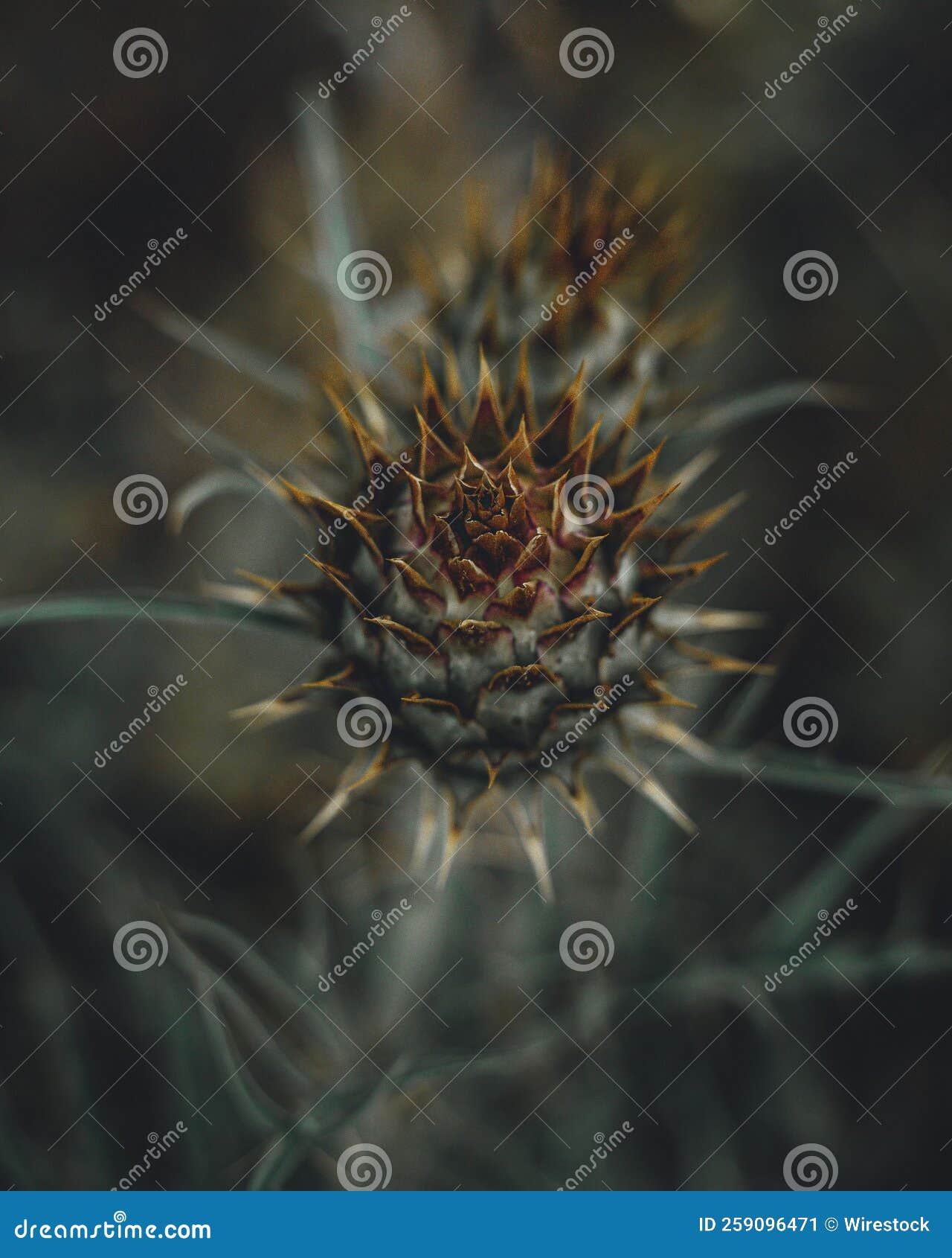 Vertical Closeup Shot of a Dry Bud of a Thistle Flower Stock Image ...