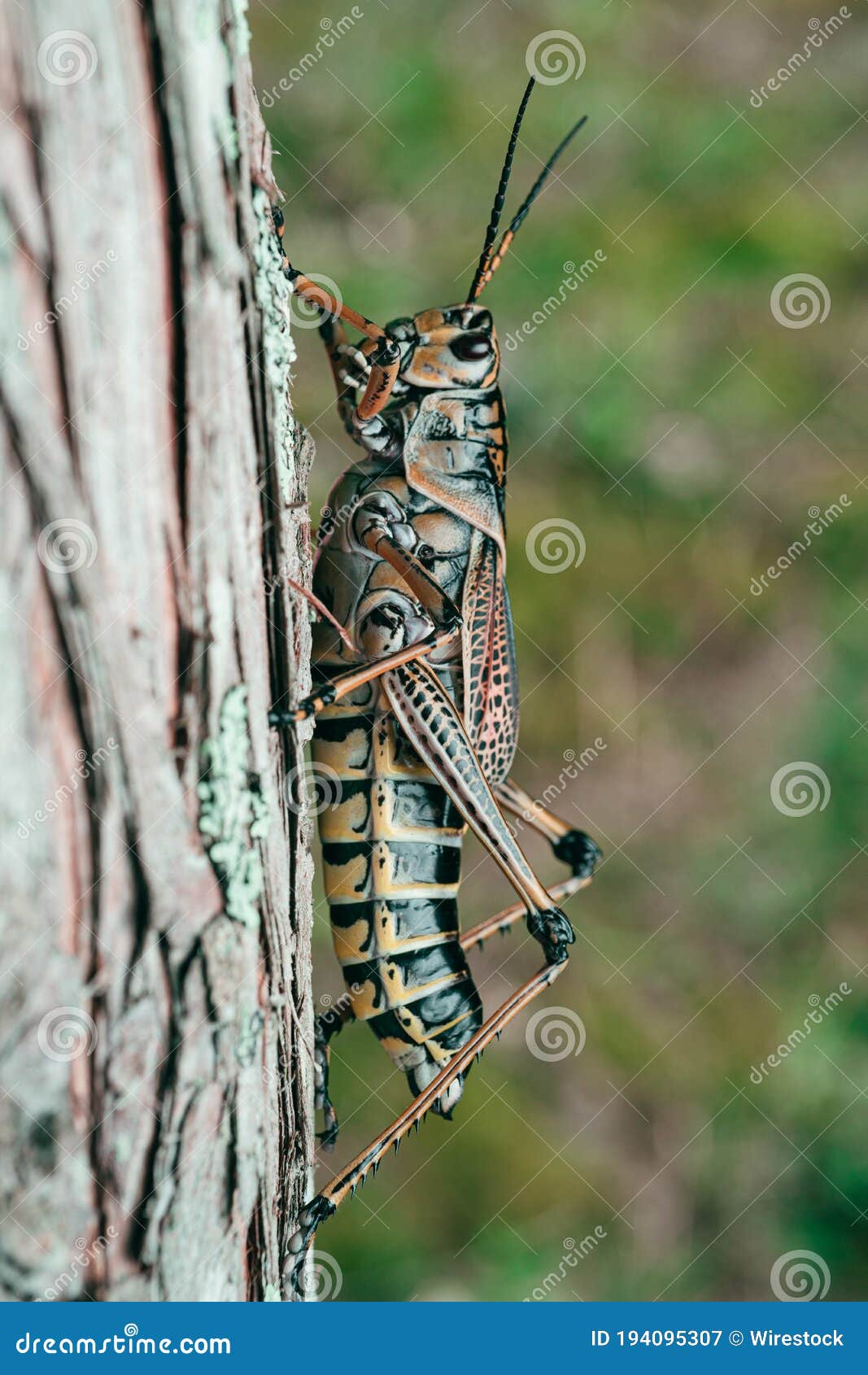 Grasshopper On Tree Stock Photography | CartoonDealer.com #57671792
