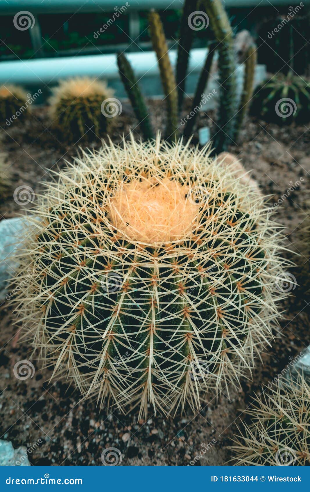 Vertical Closeup Shot of an Exotic Cactus Surrounded by Smaller ...