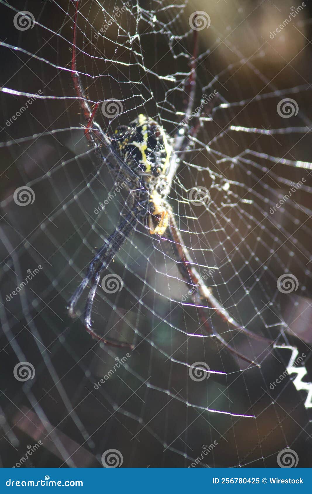 Vertical Closeup Shot of an Exotic Spider Weaving a Web Stock Image ...