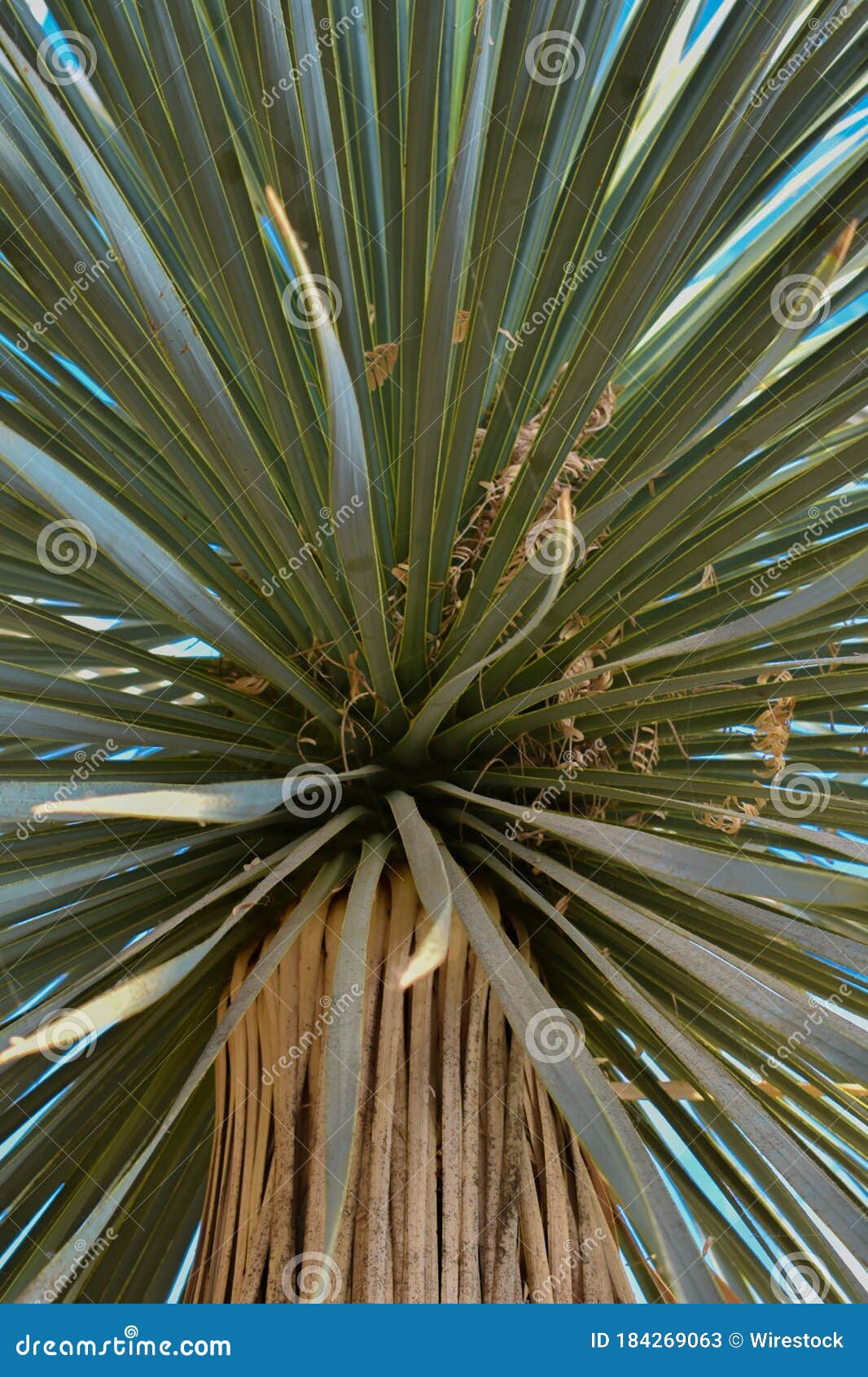 Vertical Closeup Shot of an Exotic Tree with Needle-shaped Leaves ...