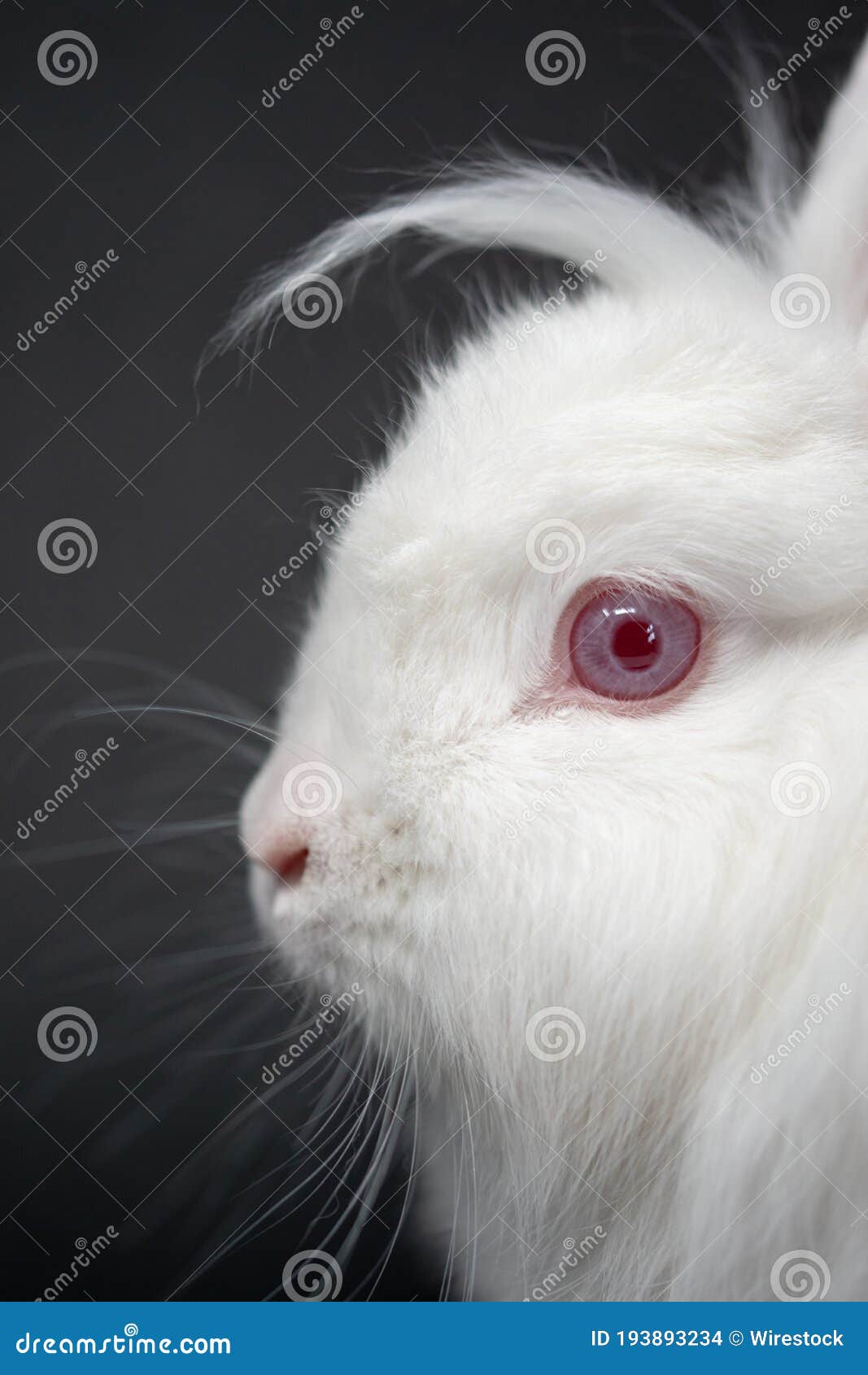 Vertical Closeup Shot of the Face of a Cute White Rabbit with a Red Eye ...