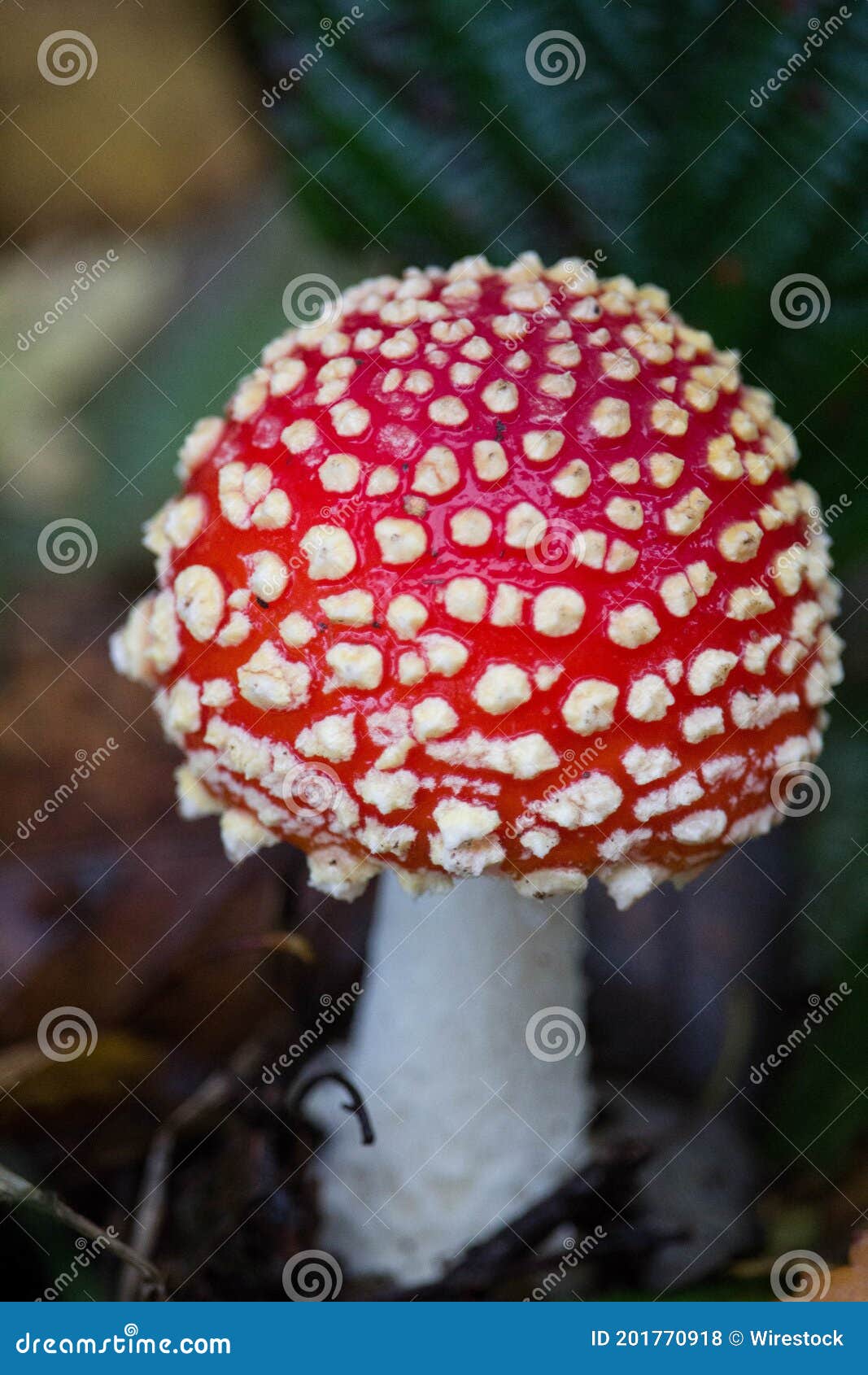 Vertical Closeup Shot of a Fly Agaric Toadstool Stock Photo - Image of ...
