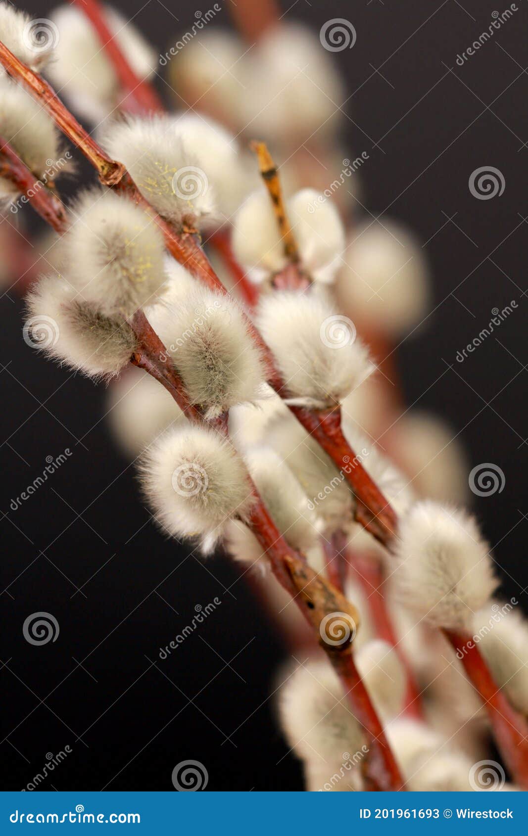 Vertical Closeup Shot of Fuzzy Willow Buds Stock Image - Image of plant ...
