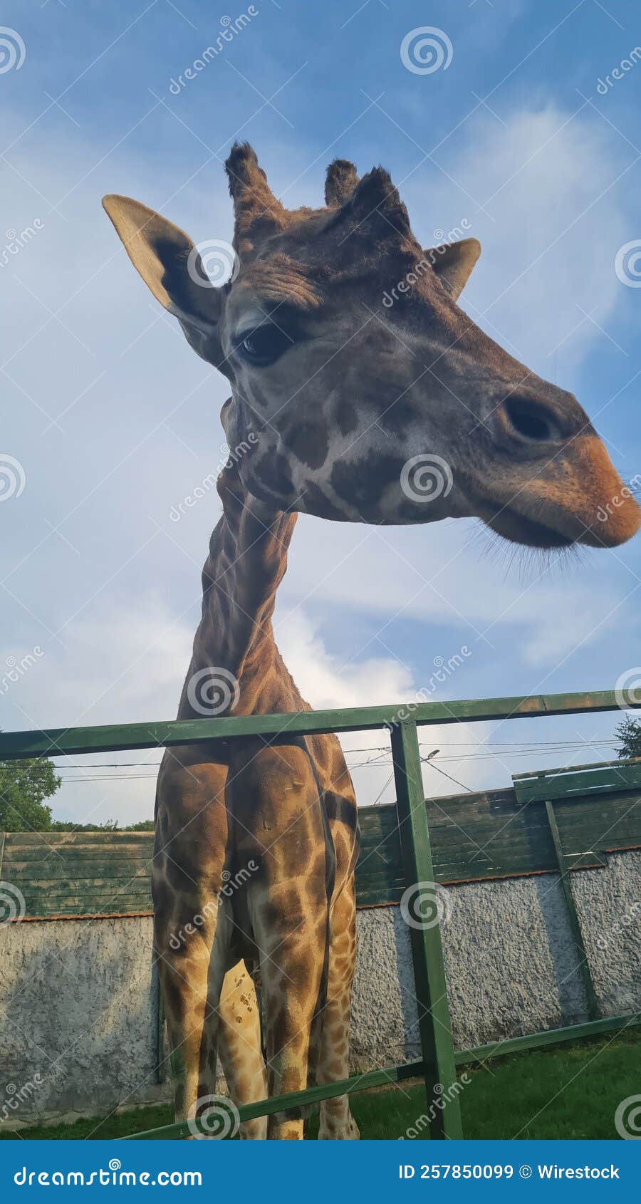 Vertical Closeup Shot of a Giraffe Leaning Over a Railing Stock Image ...