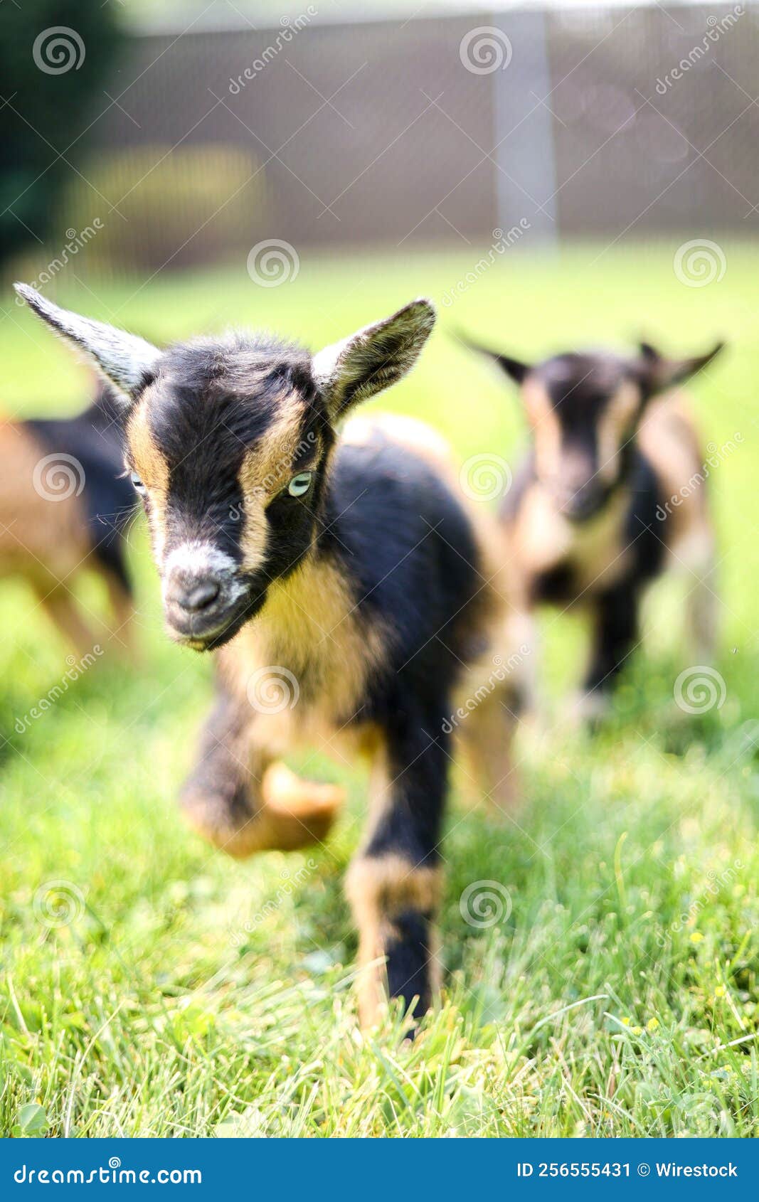 Vertical Closeup Shot of Goatlings in the Meadow Stock Image - Image of ...