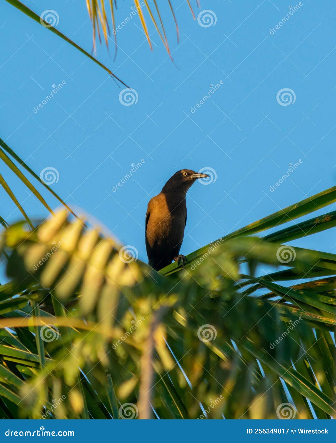Vertical Closeup Shot of a Grackles Bird Standing on a Tree Branch ...