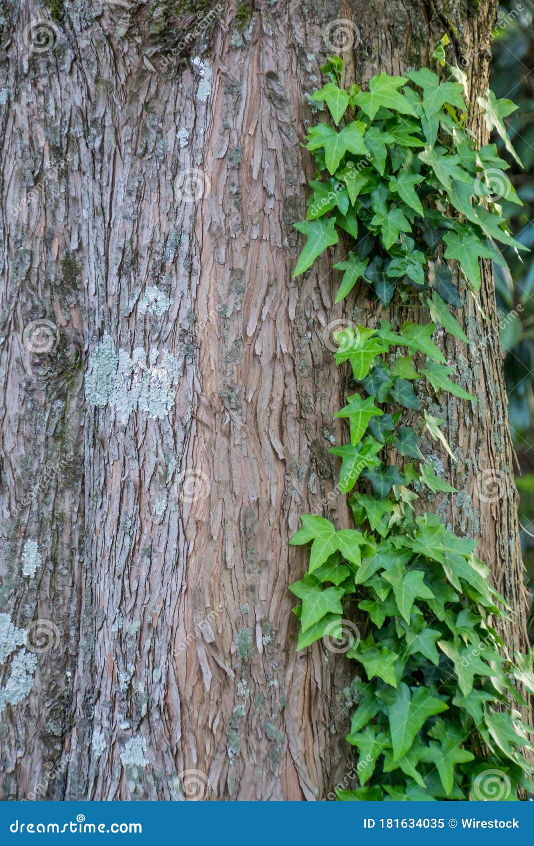 Vertical Closeup Shot of Green Leaves on a Tree Trunk Stock Image ...