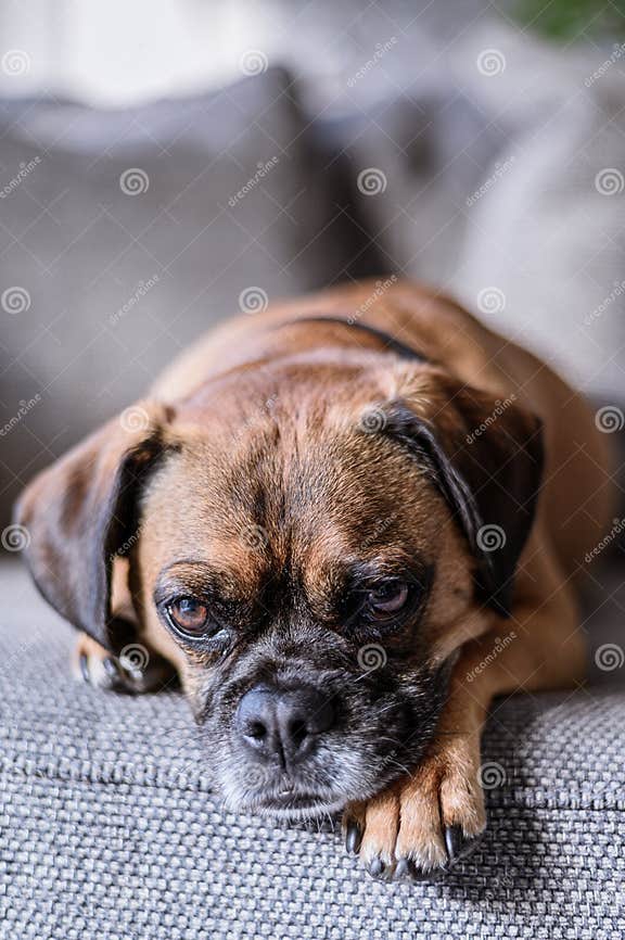 Vertical Closeup Shot of a Grumpy Boxer Dog Resting on the Couch Stock ...