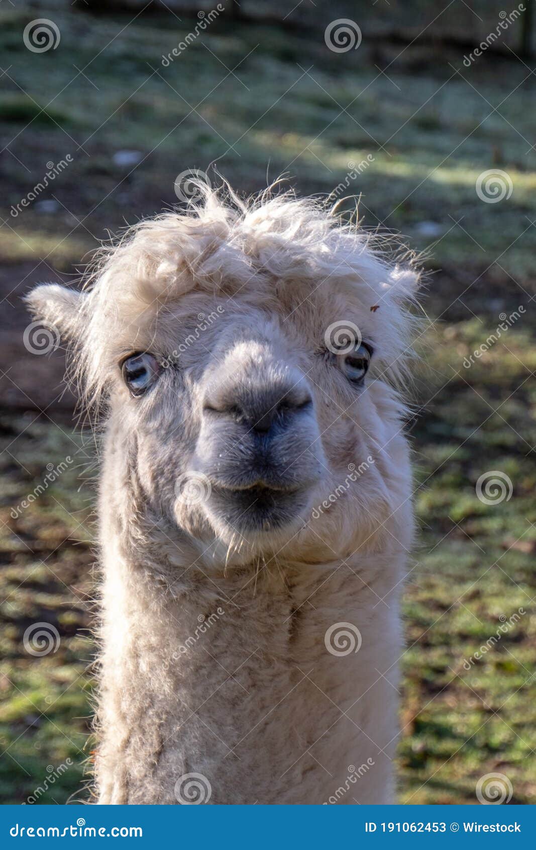Vertical Closeup Shot of the Head of a Cute White Lama Standing in the ...
