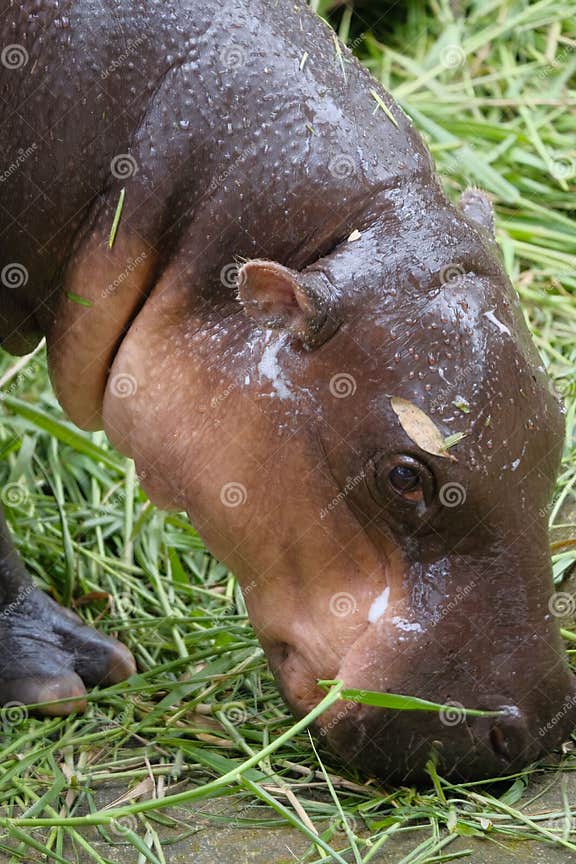 Vertical Closeup Shot of a Hippo (Hippopotamus Amphibius) Named Vertical Closeup Shot of a Hippo (Hippopotamus Amphibius) Named