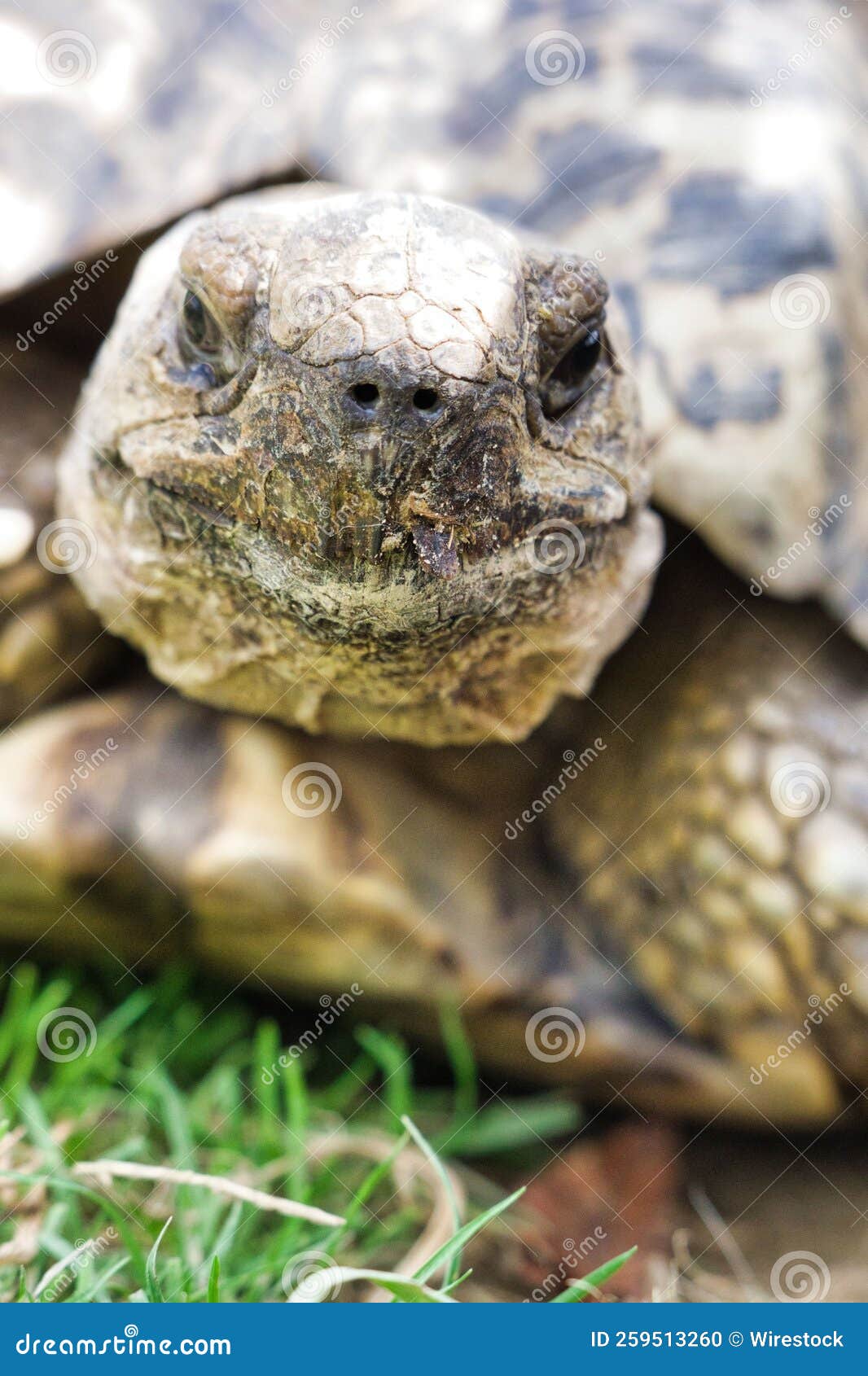 Vertical Closeup Shot of a Huge Testudines Turtle Stock Photo - Image ...