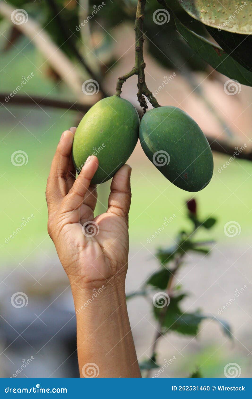 Vertical Closeup Shot of a Human Hand Picking Mango from the Tree Stock ...