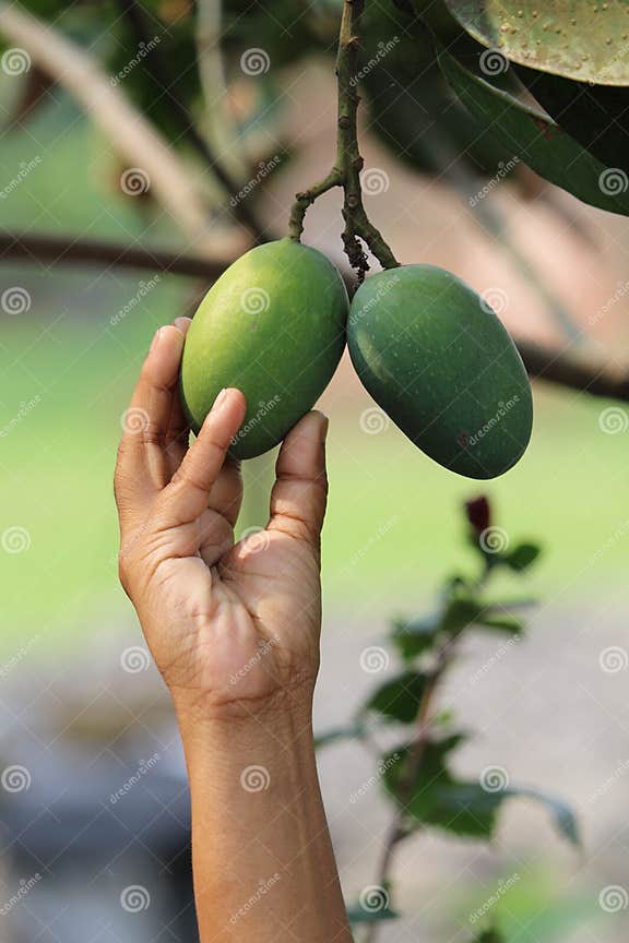Vertical Closeup Shot of a Human Hand Picking Mango from the Tree Stock ...
