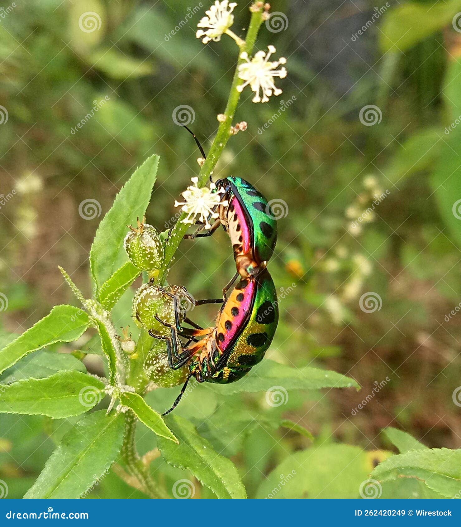 Vertical Closeup Shot of Jewel Bugs Mating on a Plant Stock Image ...