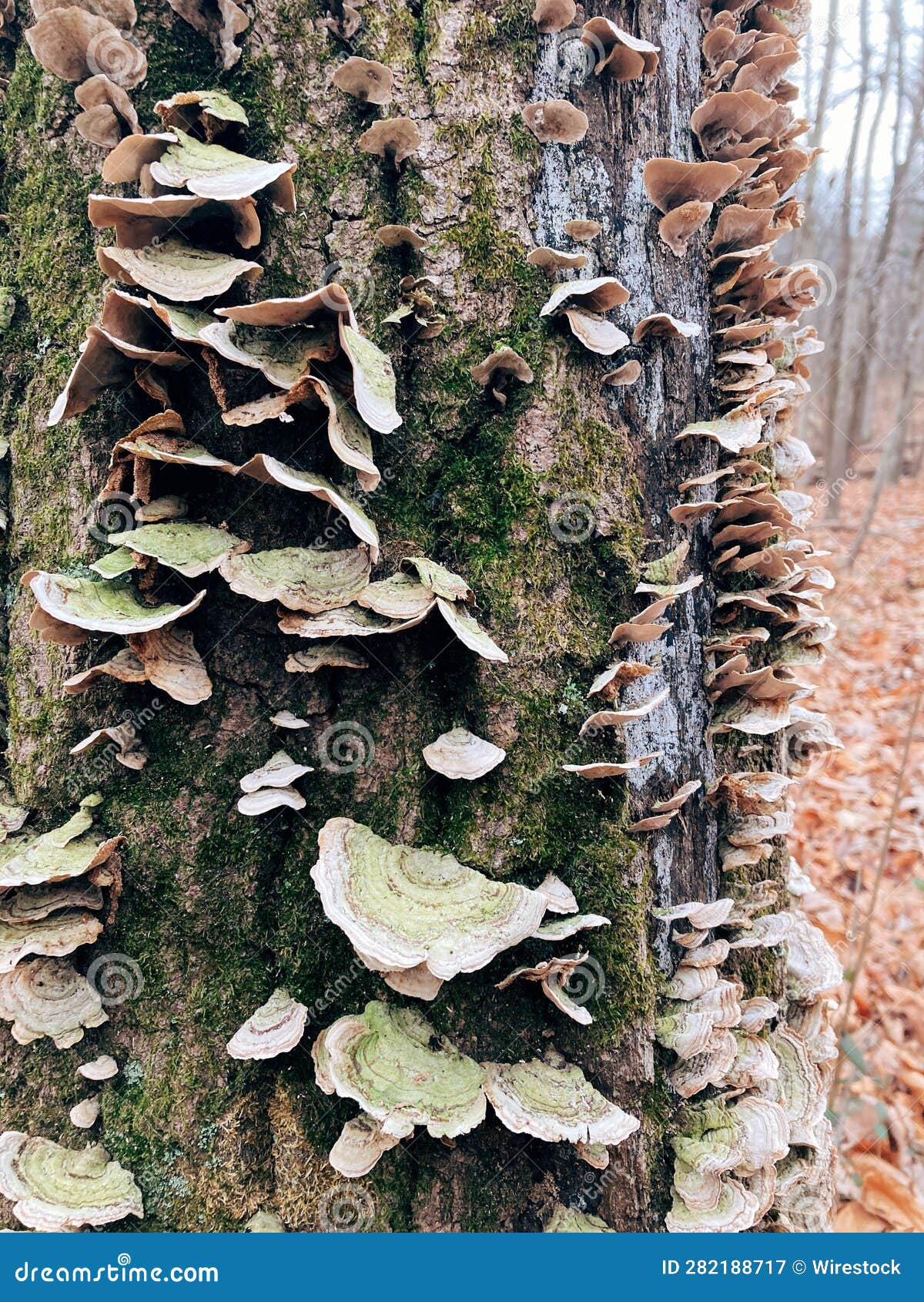 Vertical Closeup Shot of Lichen and Fungus Growing on a Tree Stock ...