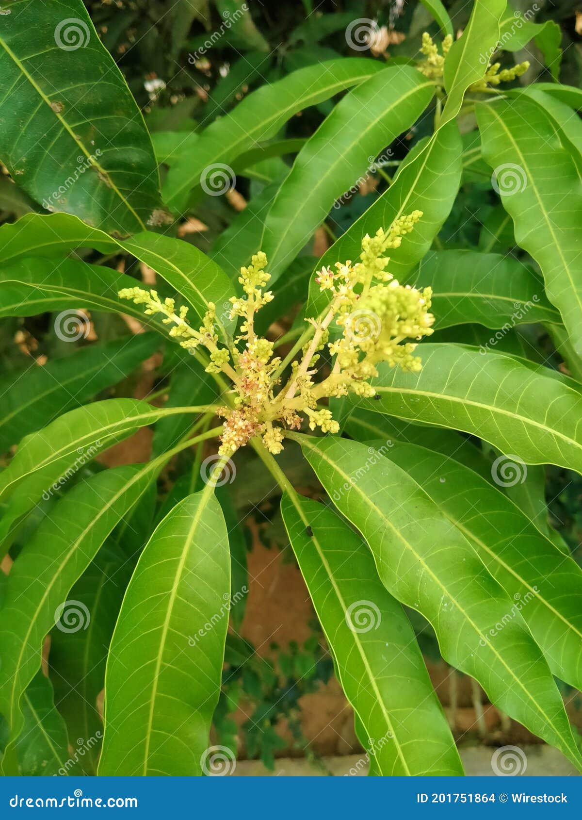 Vertical Closeup Shot of Mango Tree Leaves Stock Photo - Image of ...