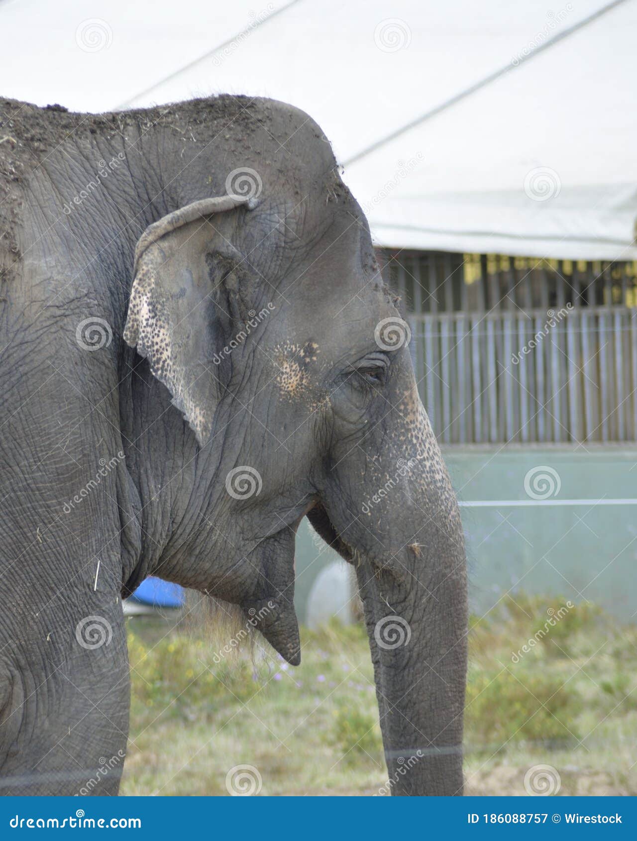 Smiling Elephant Africa Background Royalty-Free Stock Photography ...