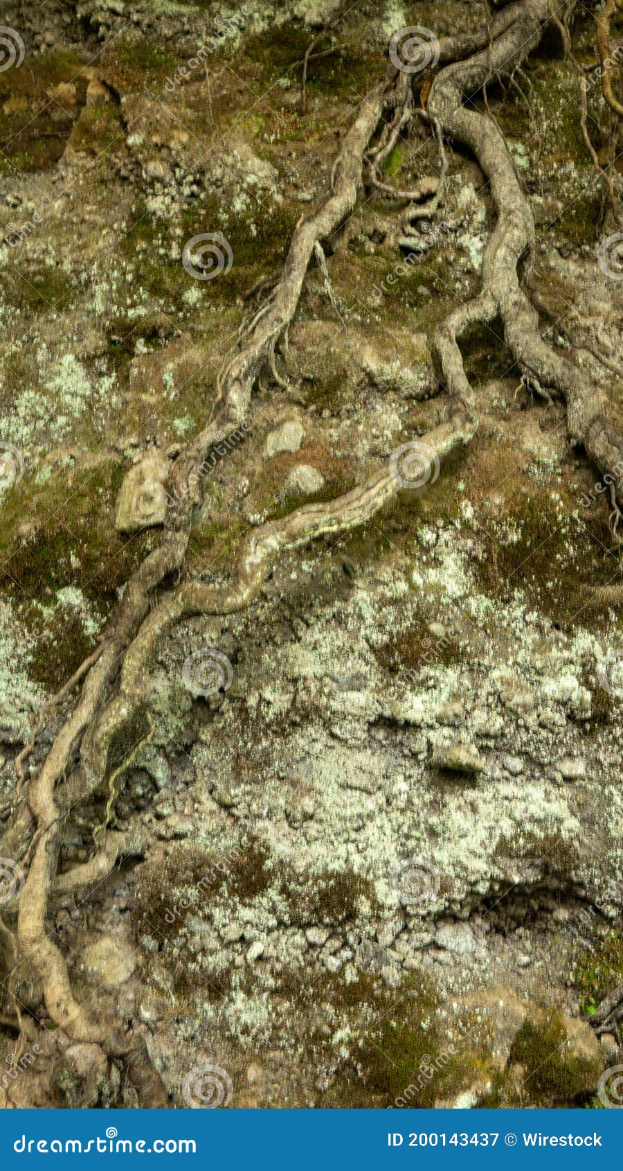 Vertical Closeup Shot of Old Tree Roots Stock Image - Image of vertical ...