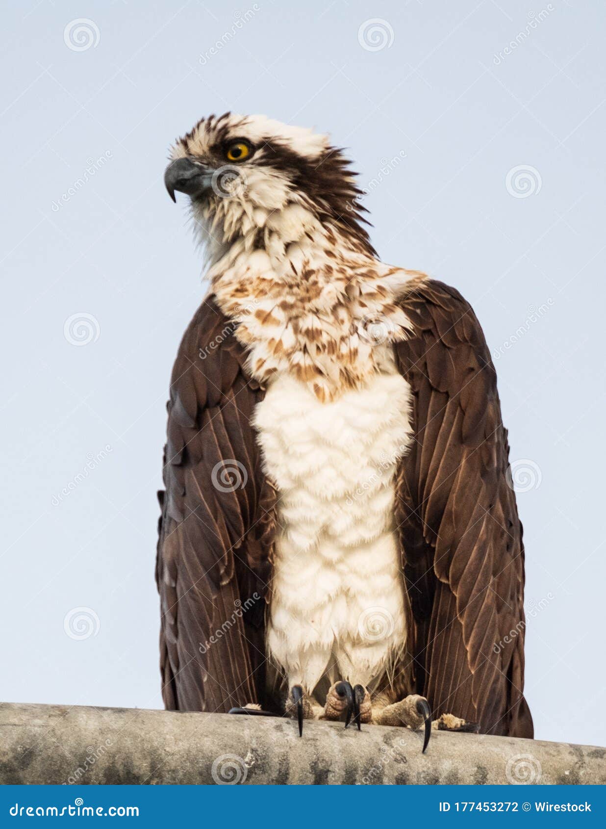 Vertical Closeup Shot of an Osprey with a Surprised Face Stock Photo ...
