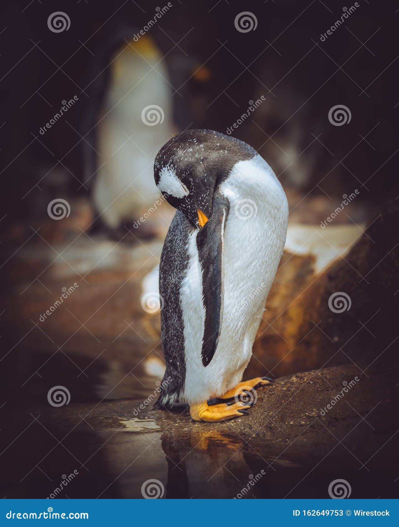 Penguin Cleaning Plumage. King Penguin, Aptenodytes Patagonicus Sitting ...