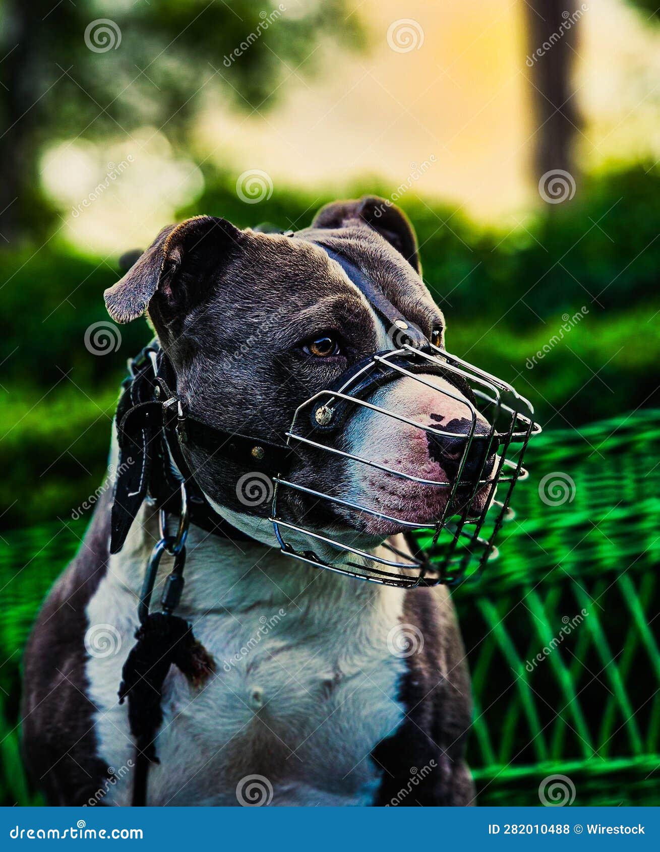 Vertical Closeup Shot of a Pit Bull with a Snout Muzzle on a Bench ...