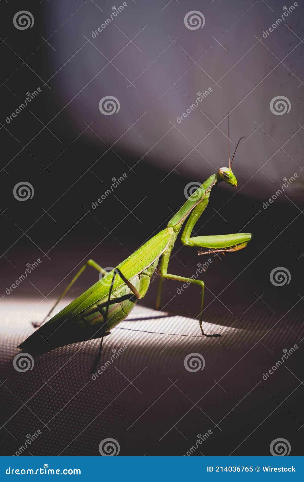 Vertical Closeup Shot of a Praying Mantis Bug Stock Image - Image of ...