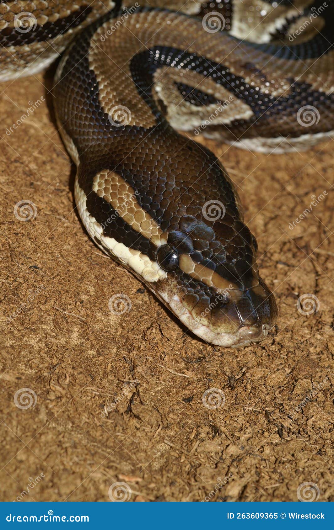 Vertical Closeup Shot of a Red-tailed Boa (Boa Constrictor) Crawling on ...
